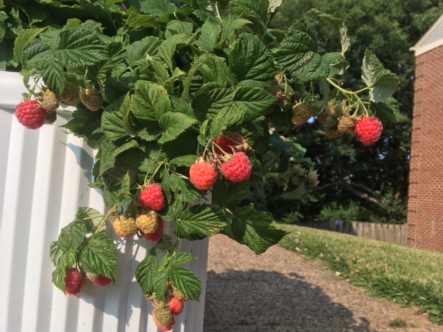 My $109 Raspberry Plant: Growing “Raspberry Shortcake” in a Container ...