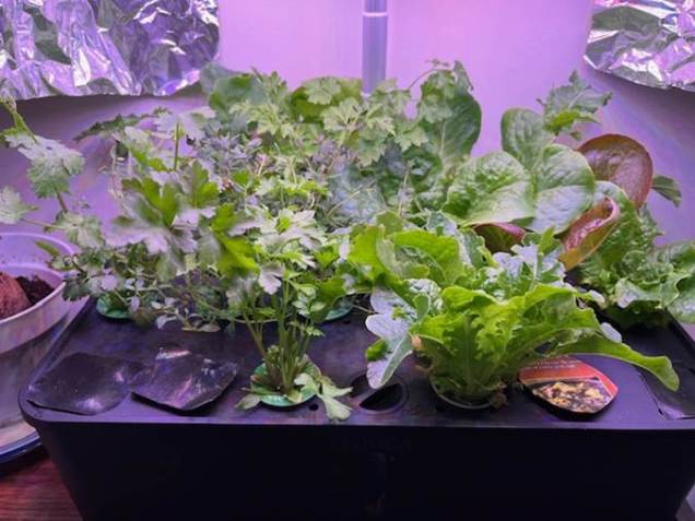 Steps To Grow Lettuce and Herbs in AeroGarden-Type Countertop ...