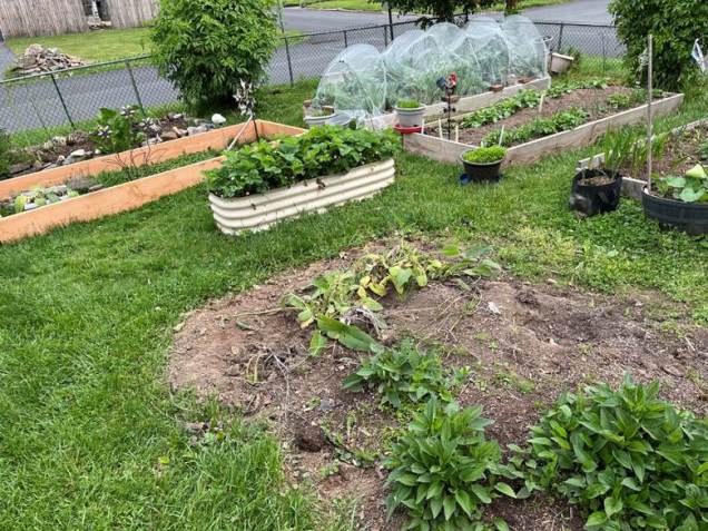 Urban Homesteader Starts with Garden Beds and Chickens – Economist ...