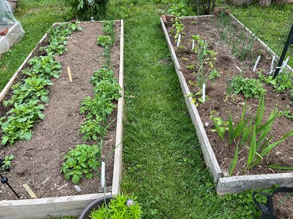 Urban Homesteader Starts with Garden Beds and Chickens – Economist ...